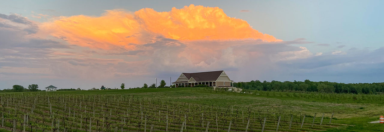 12 Corners Vineyards Grows A Variety Of Grapes