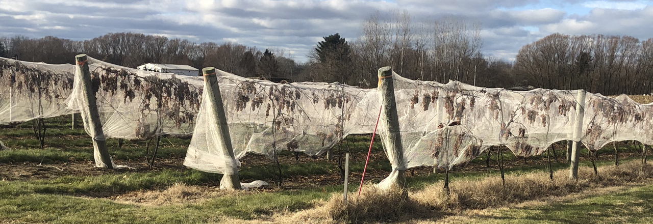 12 Corners Vineyards Grape Vines Protected By Woven Mesh Netting